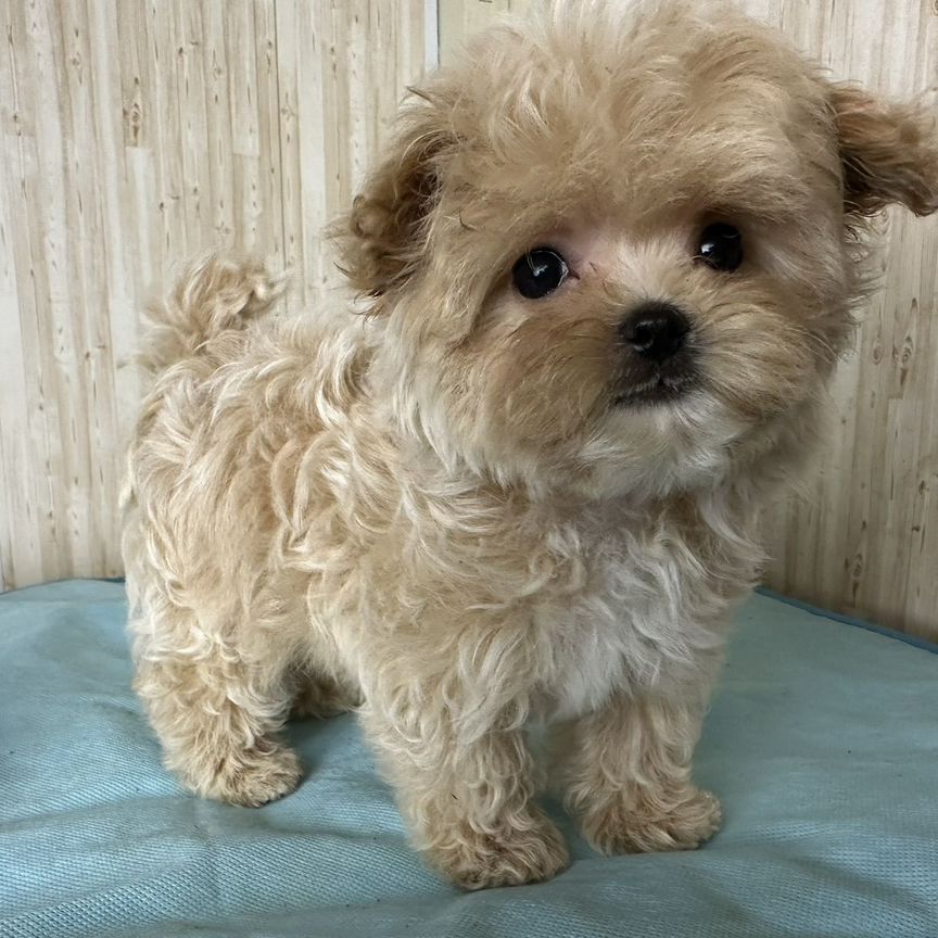 Мальтипу, щенок