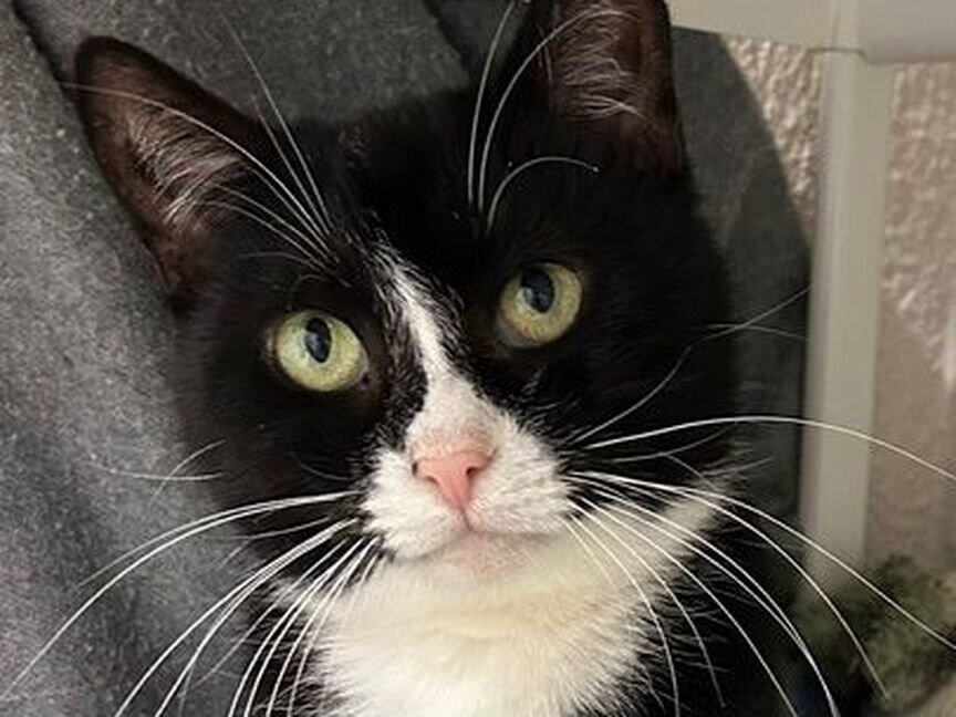 Общительная спокойная ласковая кошечка ищет дом