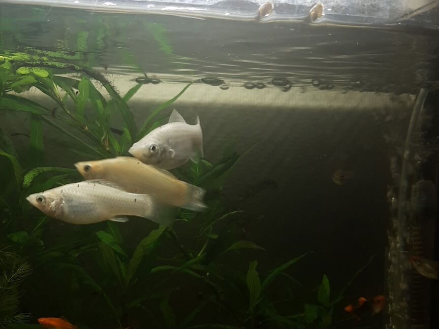 Рыба вилиферы,молинезия и меченосцы