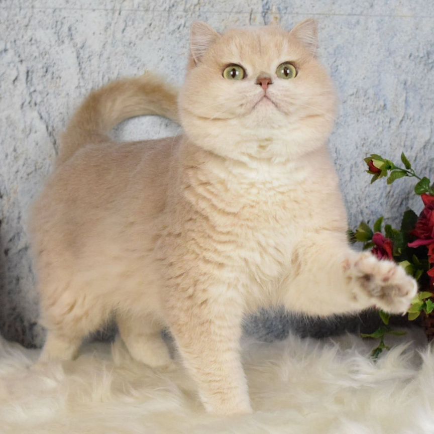 Британский короткошёрстный, взрослый кот