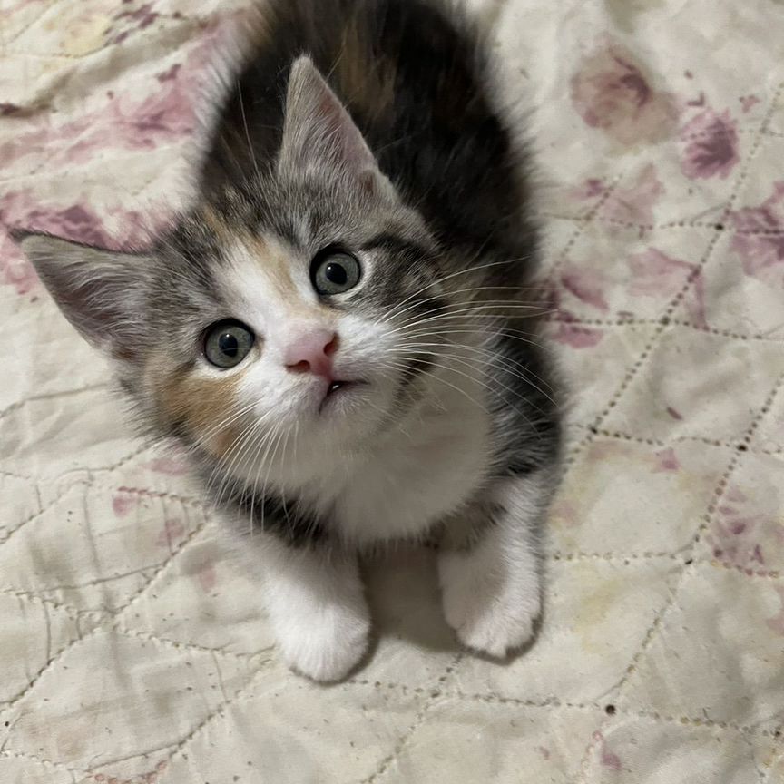 Котята мейкун помесь