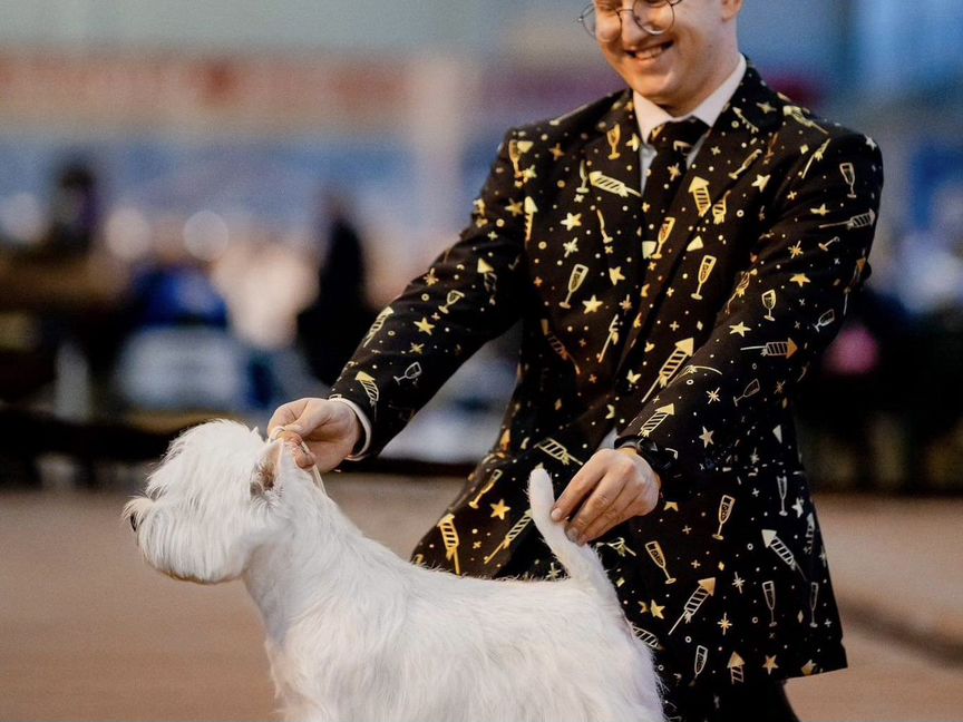 Щенки вест хайленд уайт терьер