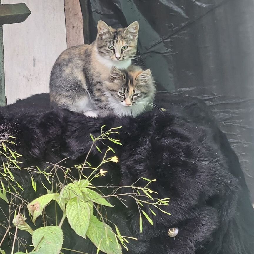 Котята ищут дом
