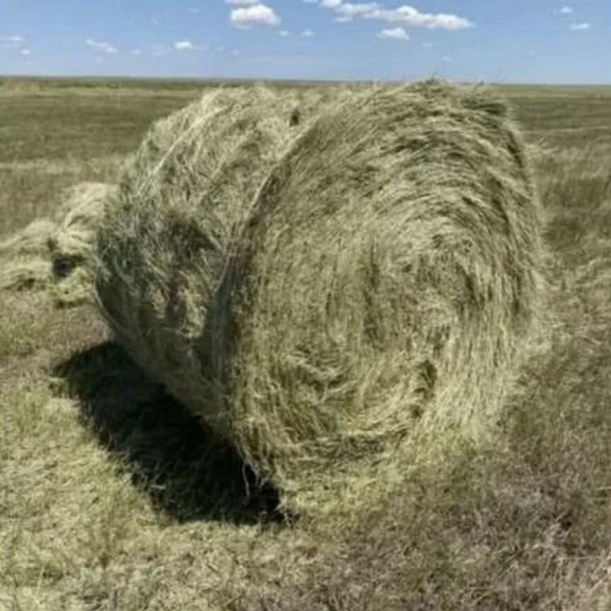 Сено в рулонах