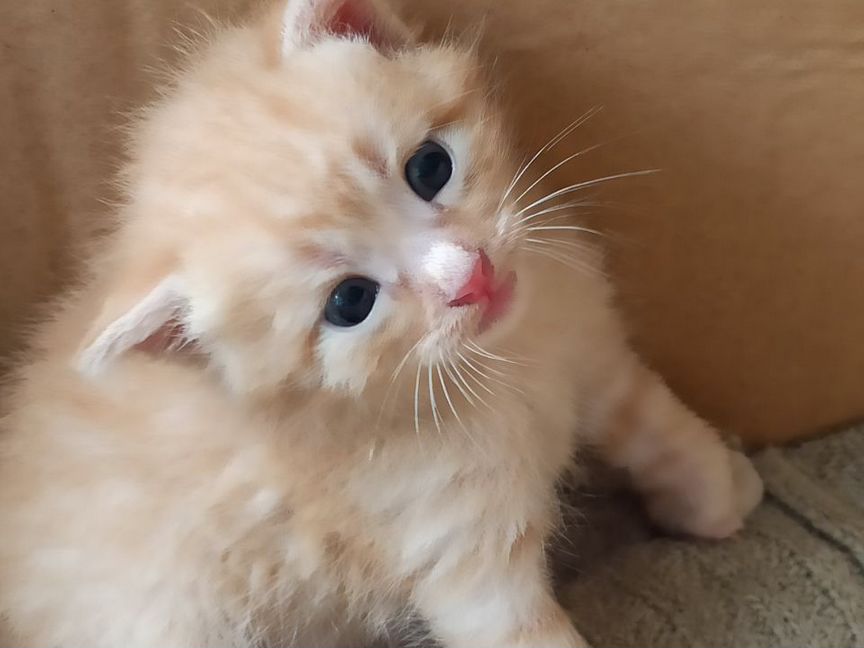 Рыжие котята ищут мам и пап