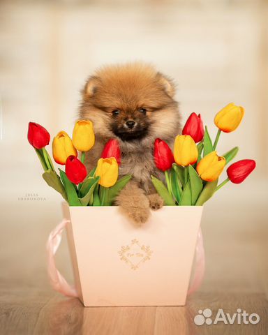 2 мальчика и девочка