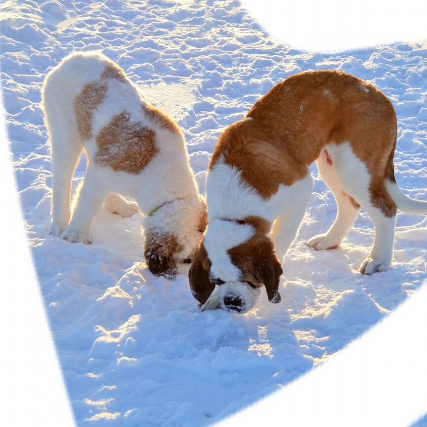 Сенбернар, щенок