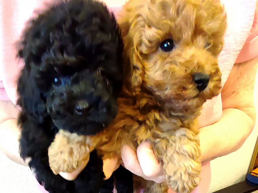 Продаются щенки той пуделя