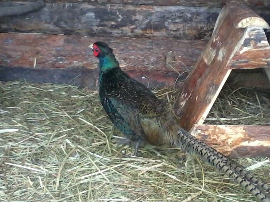 Фазан румынский