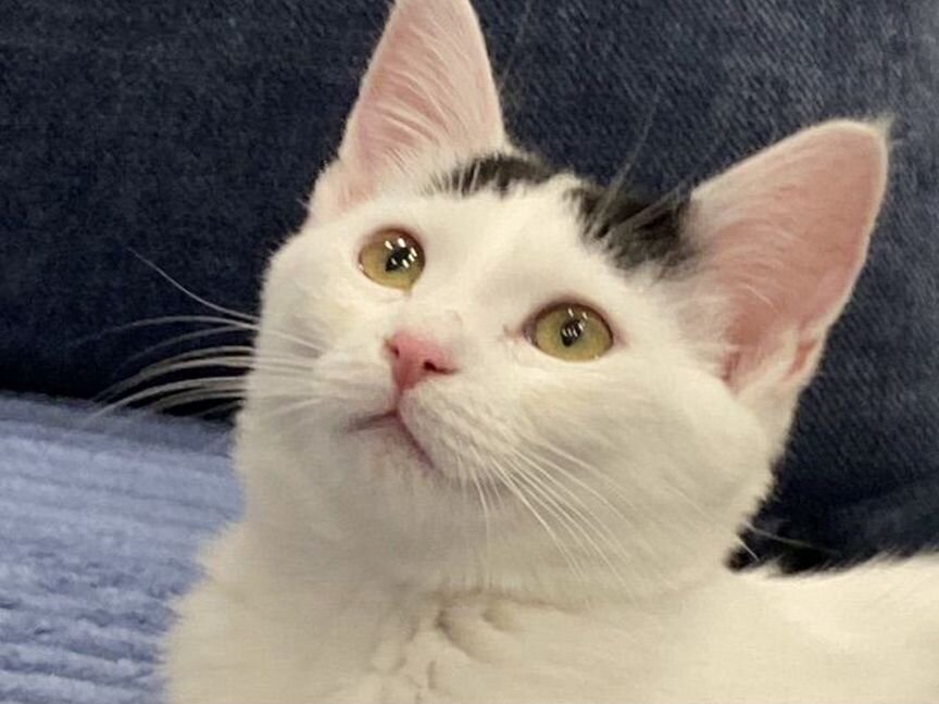Кошечка