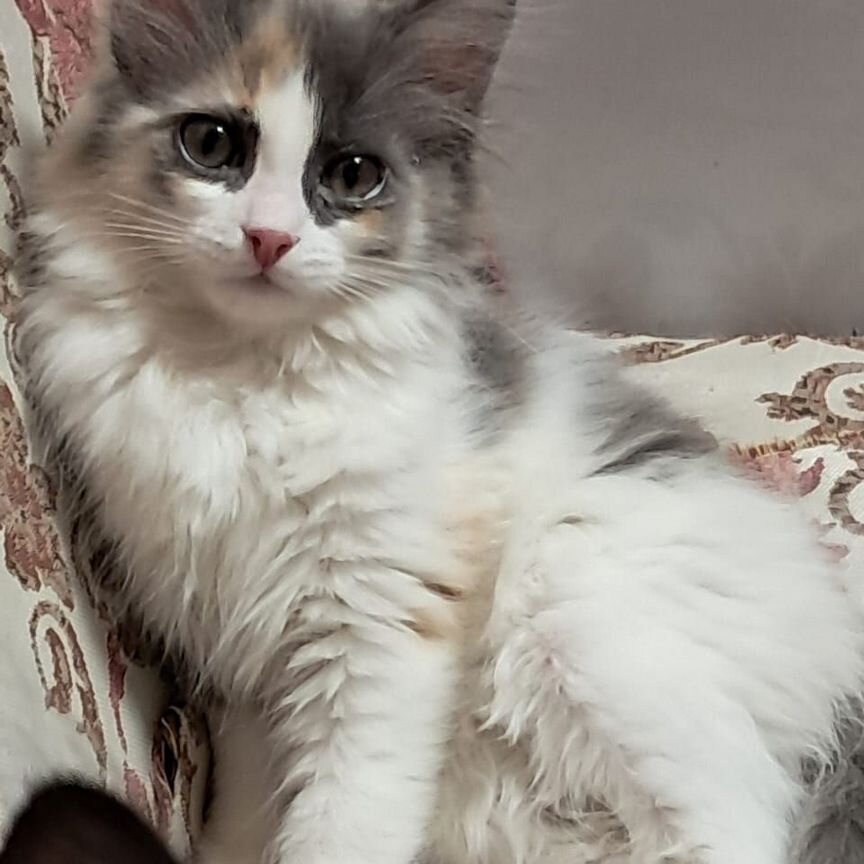 Котята в добрые руки бесплатно
