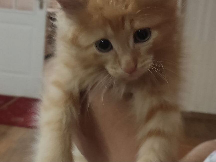 Кошка