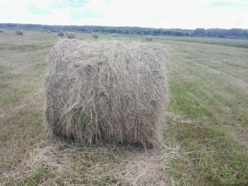 Продам сено в рулонах (урожай 2022 и 2023)