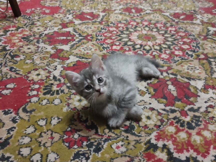 Кошечка от породистых котов