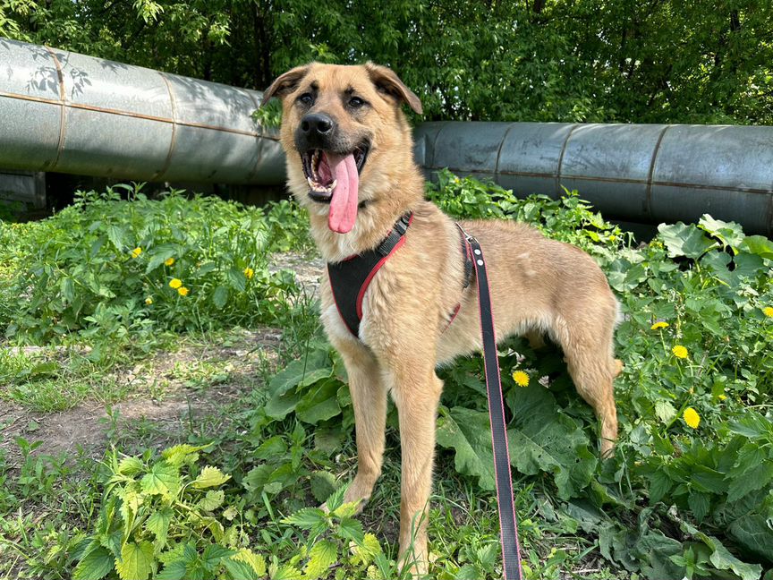 Собака в добрые руки