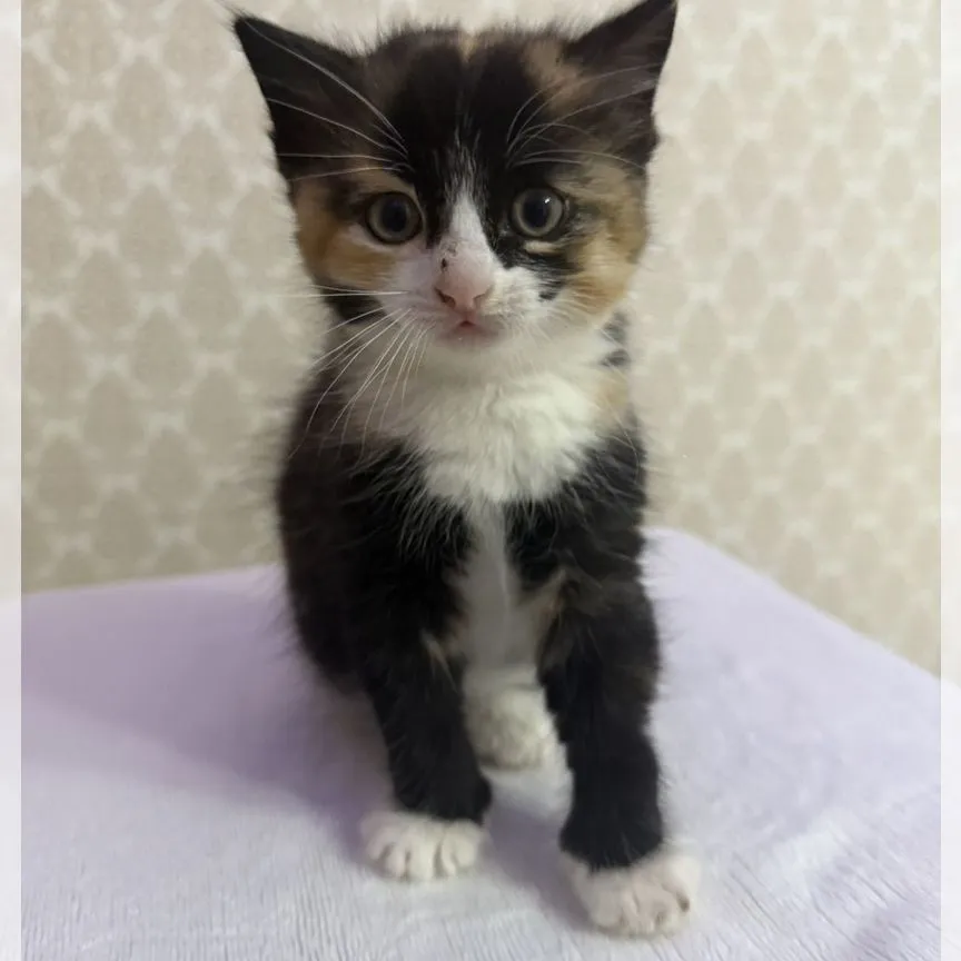 Котенок