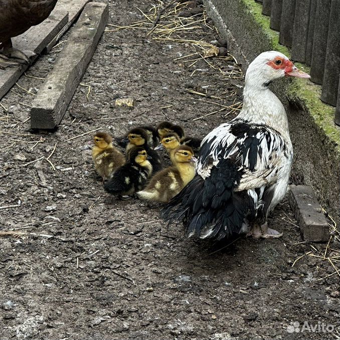 Мускусные утки индоутки индоутята