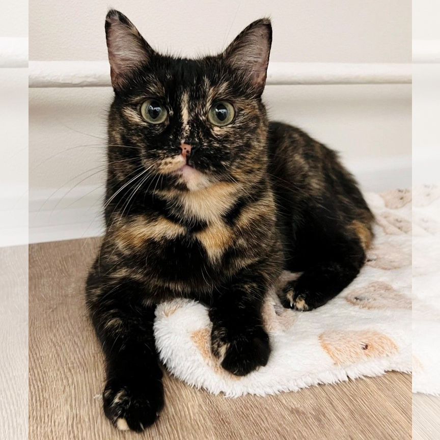 Взрослая кошка в добрые руки