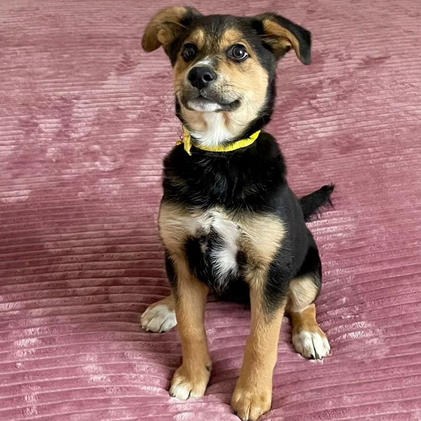 Щенок девочка Лилу 3,5 месяца