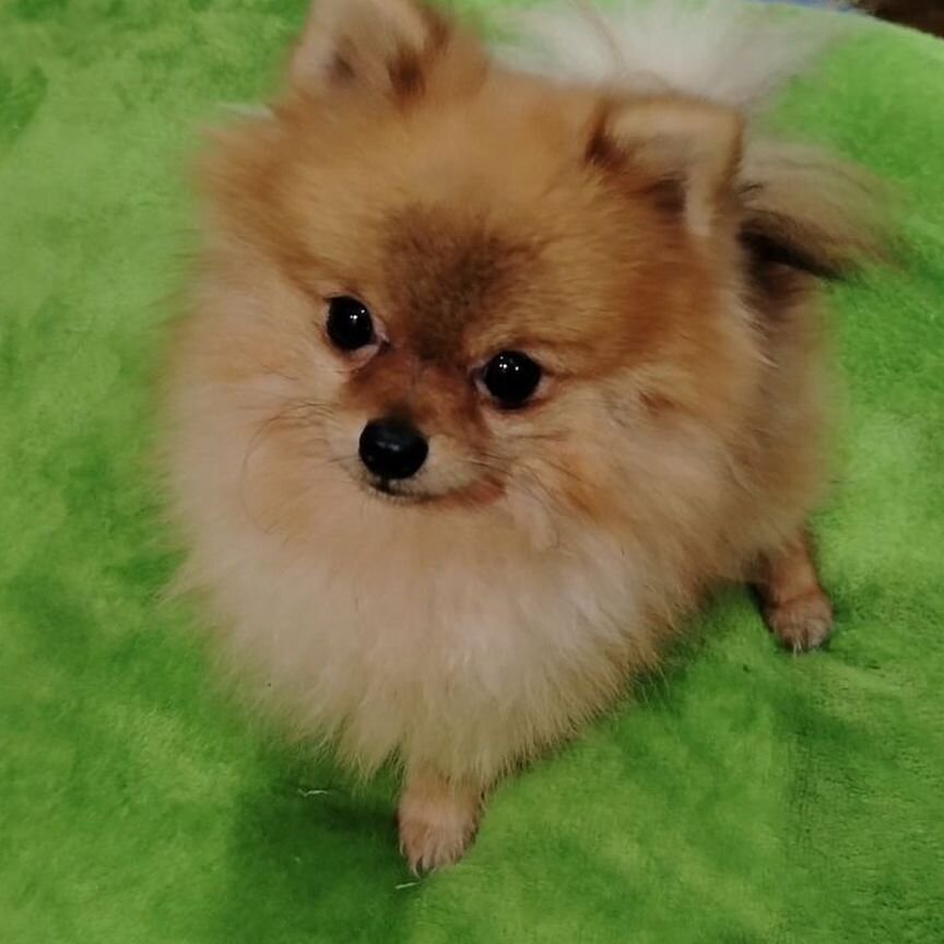 Шпиц для случки