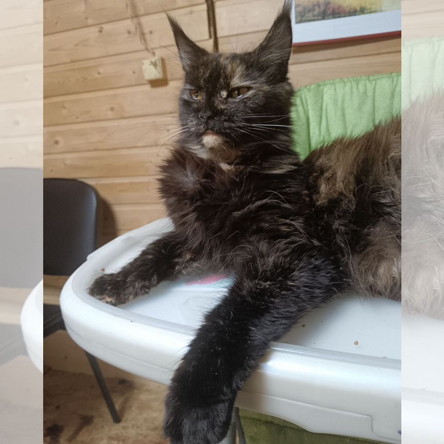 Мейн-кун котёнок