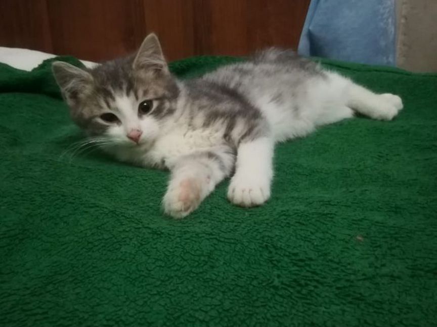 Котята в добрые руки