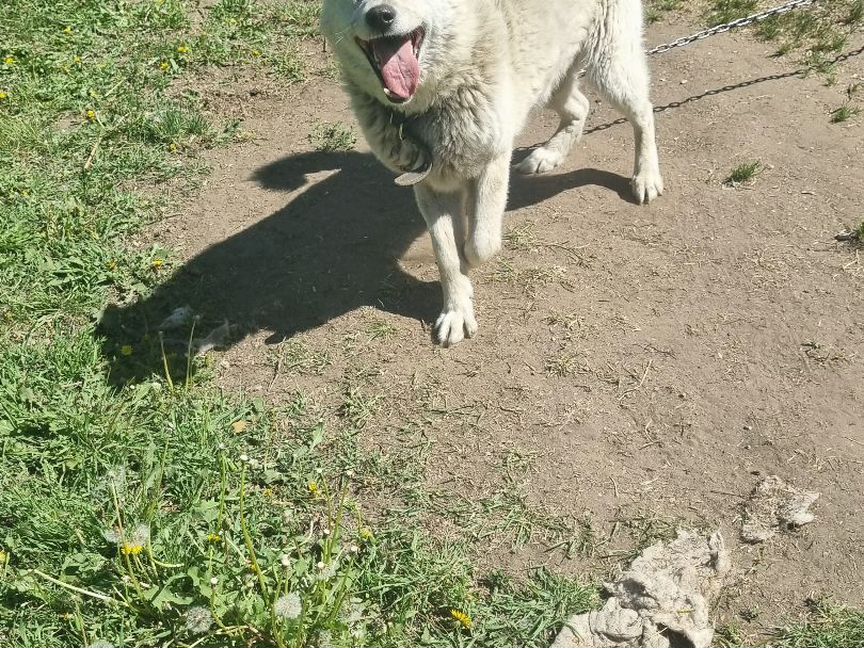 Собака в добрые руки лайка помесь