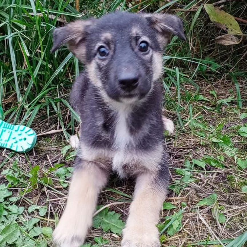 Щенок Туман в добрые руки бесплатно