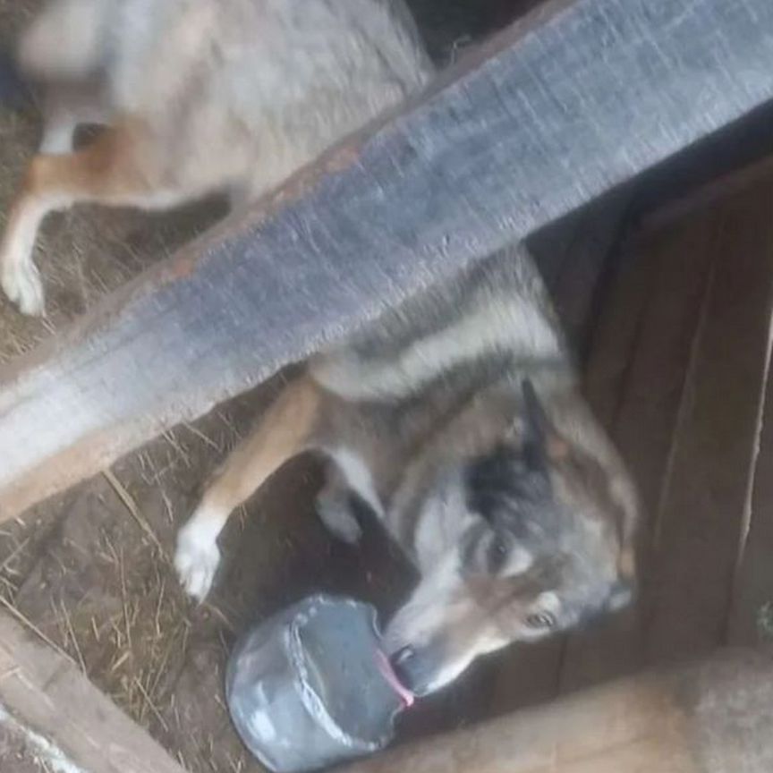 Лайка, щенок