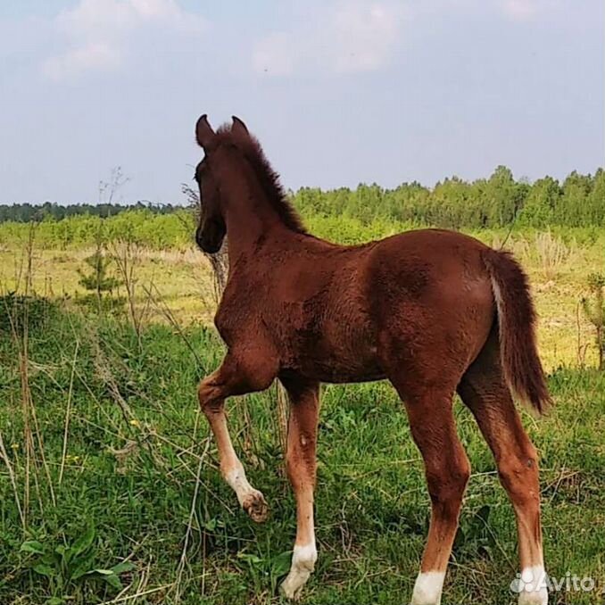 Кросс- жеребчик