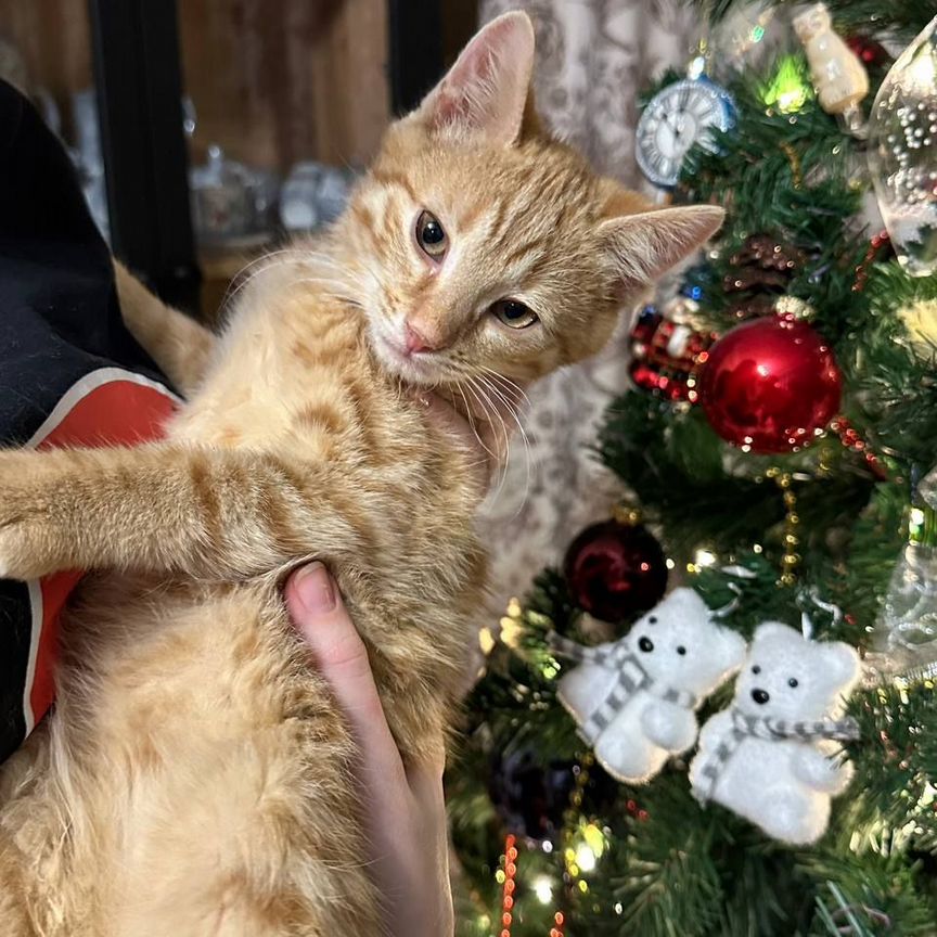 Котенок в добрые руки мальчик рыжий