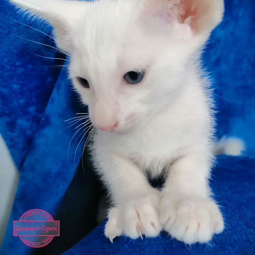 Ориентальные котята