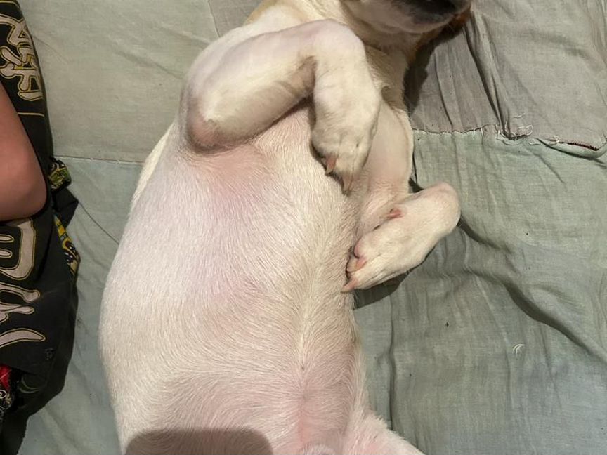 Джек Рассел терьер