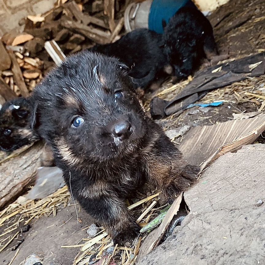 Чистокровные щенки немецкой овчарки