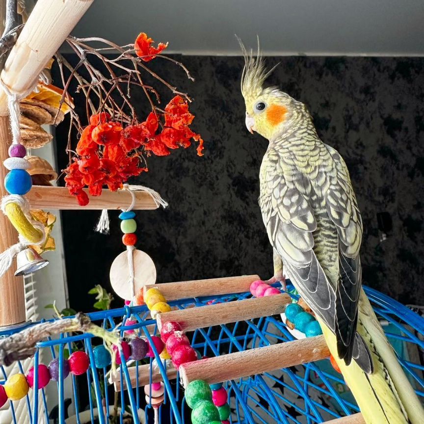 Карелла птенец