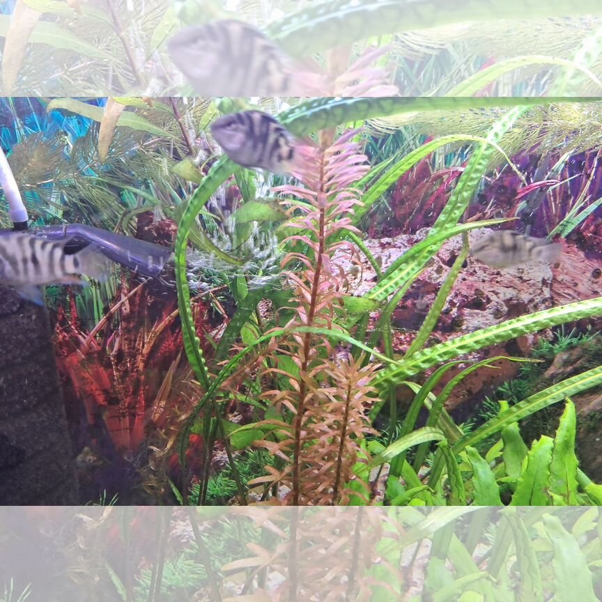 Рыбка сапфировый попугай