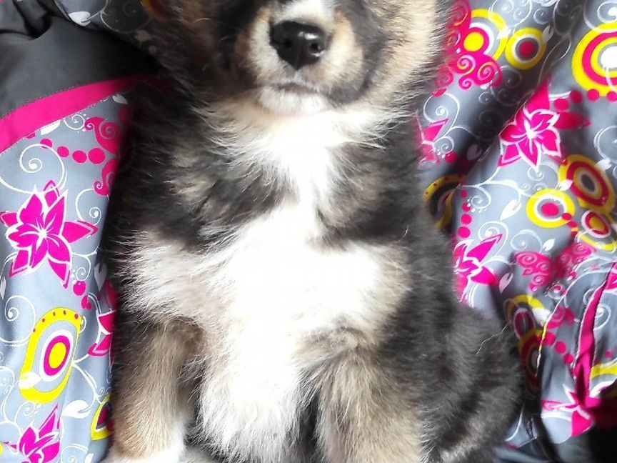 Щенок Гера ищет свою семью