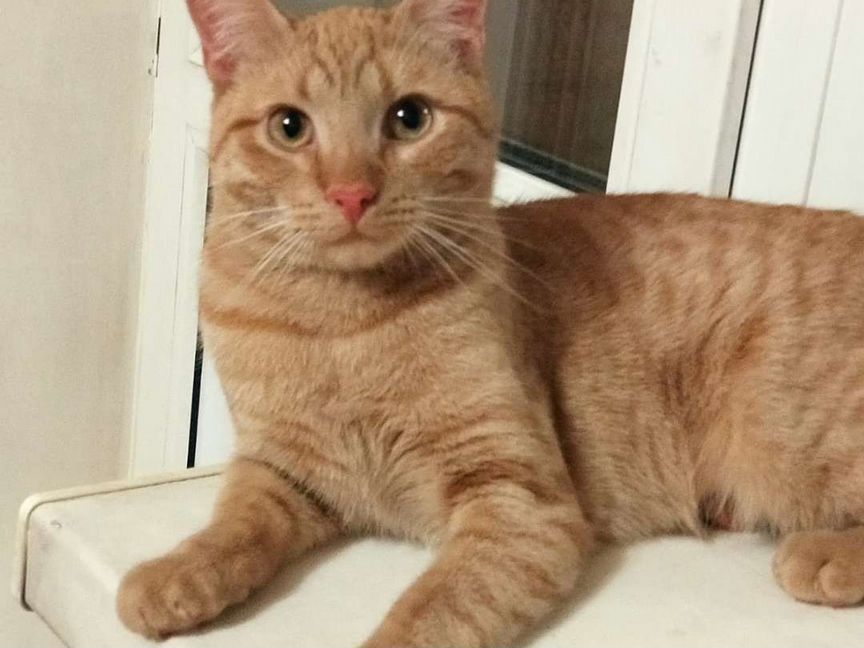 Кот Барсик 8.5 мес