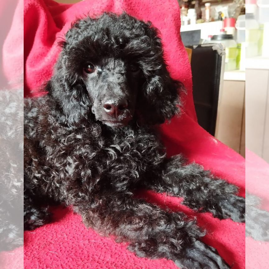 Щенок карликового пуделя