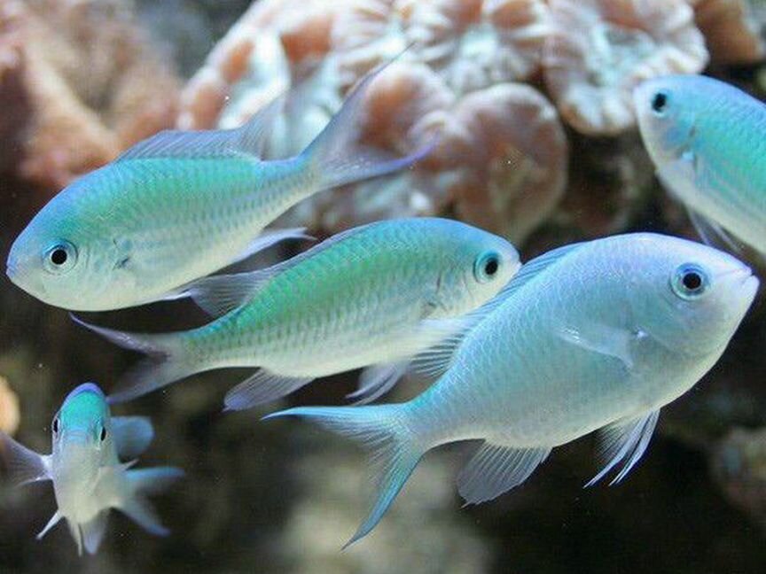 Хромис сине-зеленый. Рыбка для морского аквариума