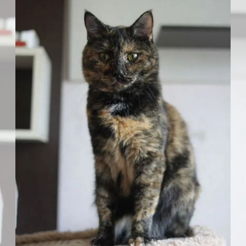 Взрослая кошка в добрые руки