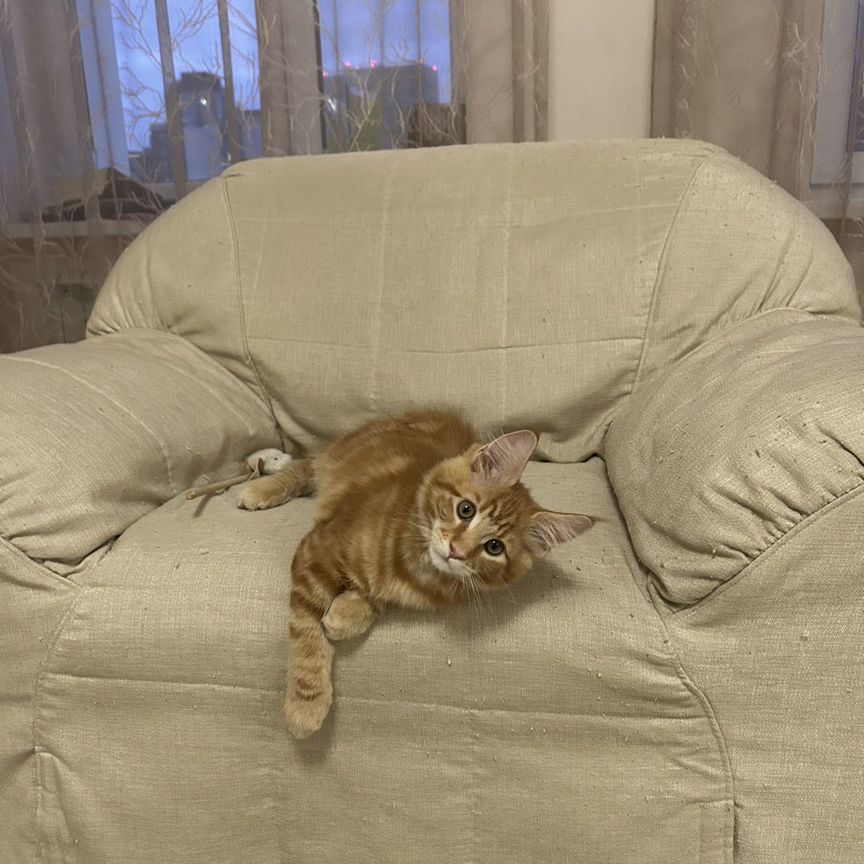 Котик мейн-кун