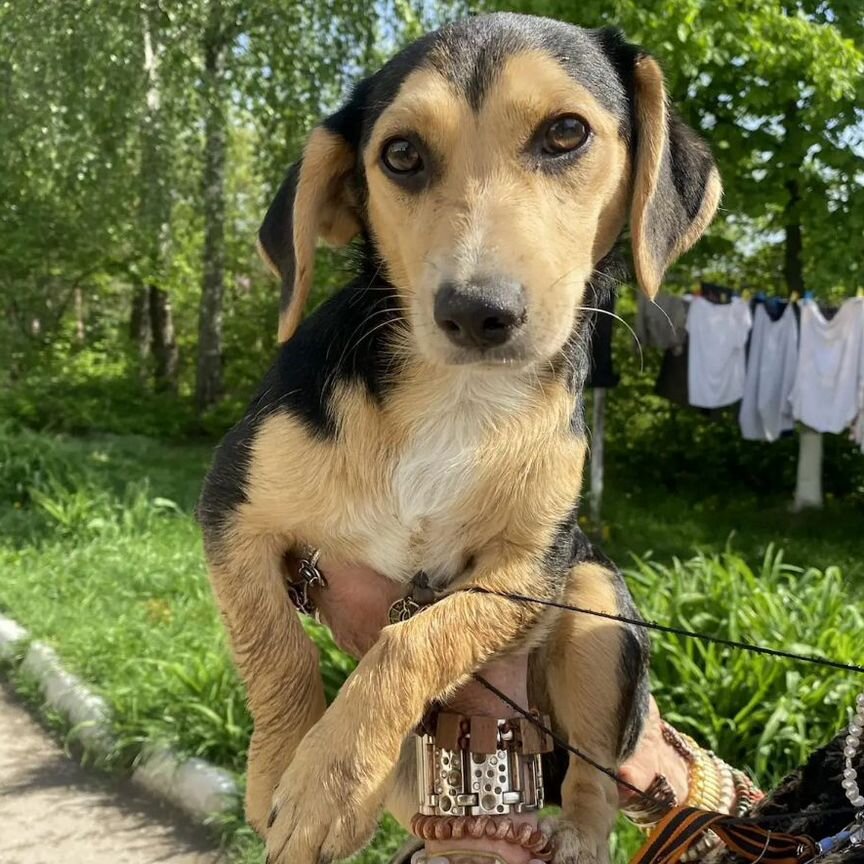 Щенок в добрые руки