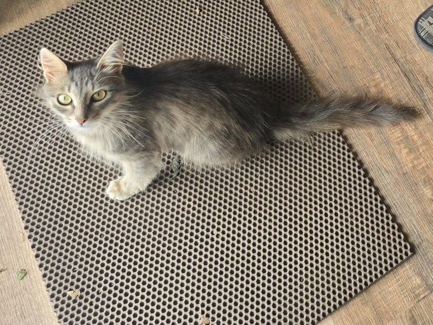 Кошка бесплатно