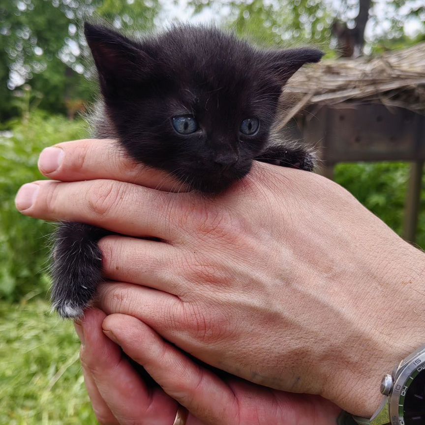 Котёнок в добрые руки