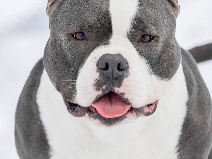 Американский Булли микро вязка