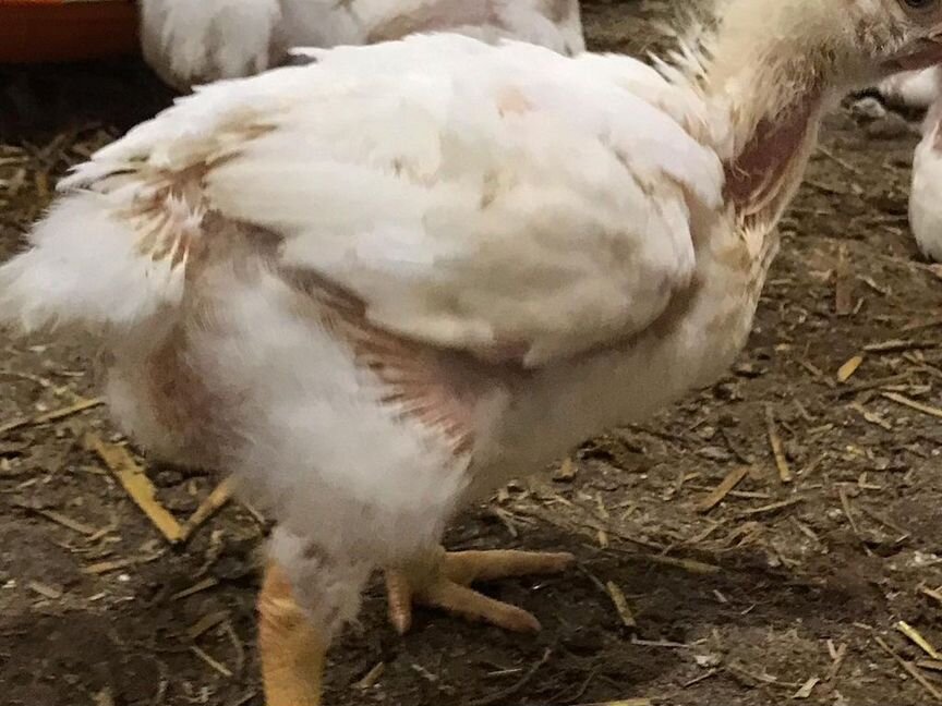 Бройлер кооб 500 17 дней