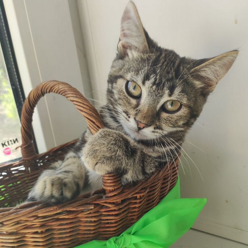 В добрые руки котёнок