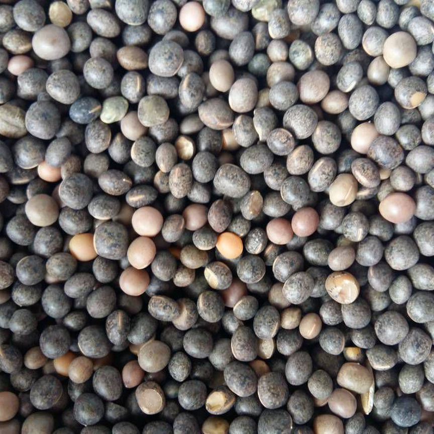 Вика яровая