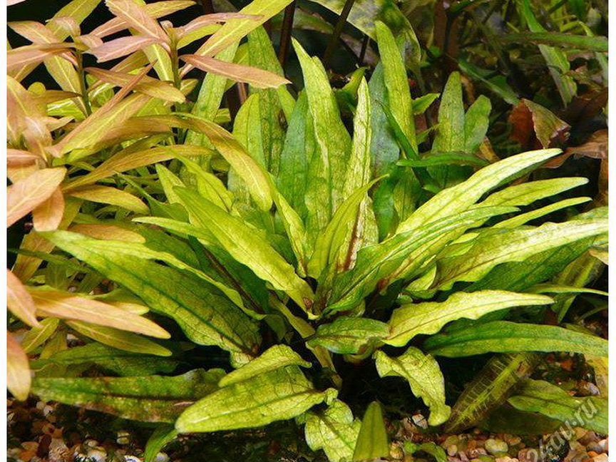 Криптокорина Вендта "Зеленый Геккон "